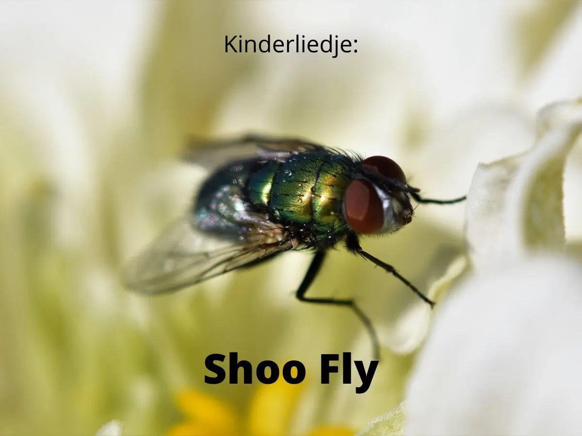 Shoo-Fly - Kinderliedje - Kinderen Live